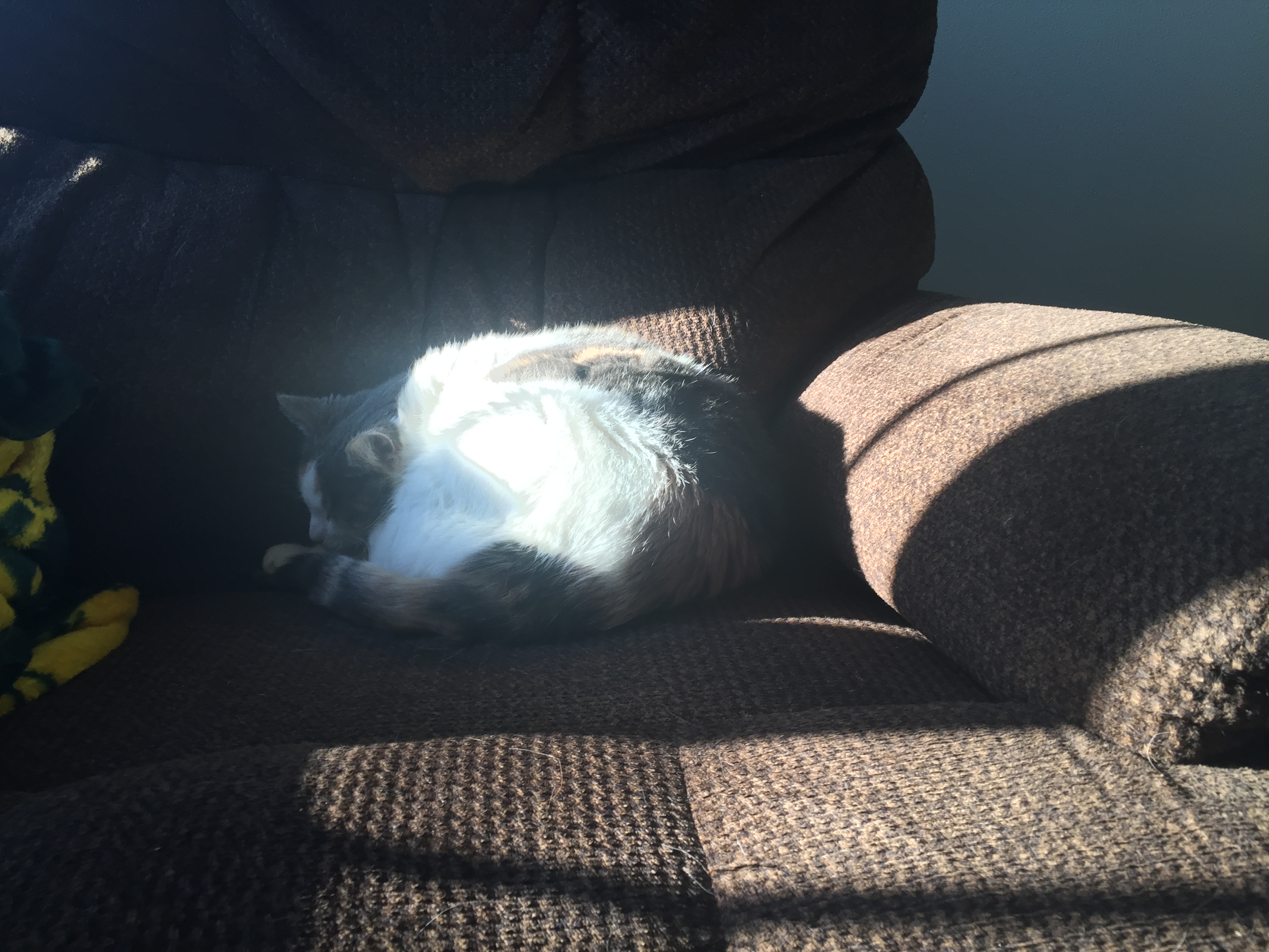 Cat Naps for People – My Bright Corner